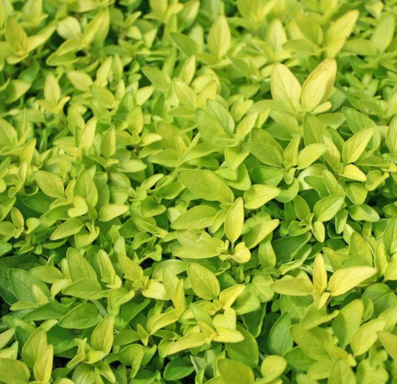 Golden Creeping Oregano - Etsy