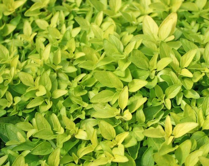 Golden Creeping Oregano - Etsy