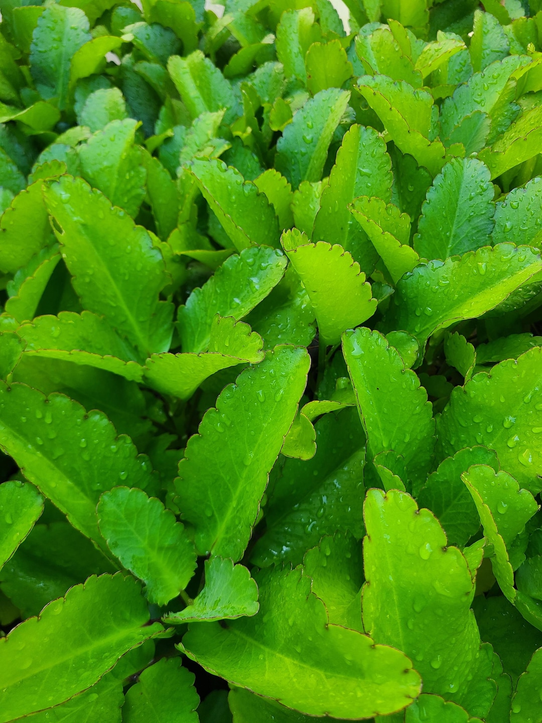 Miracle Leaf, Leaf of Life, Plant (organic) - Etsy