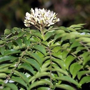 Curry Leaf Tree (sweet Neem) Live Plant - Etsy