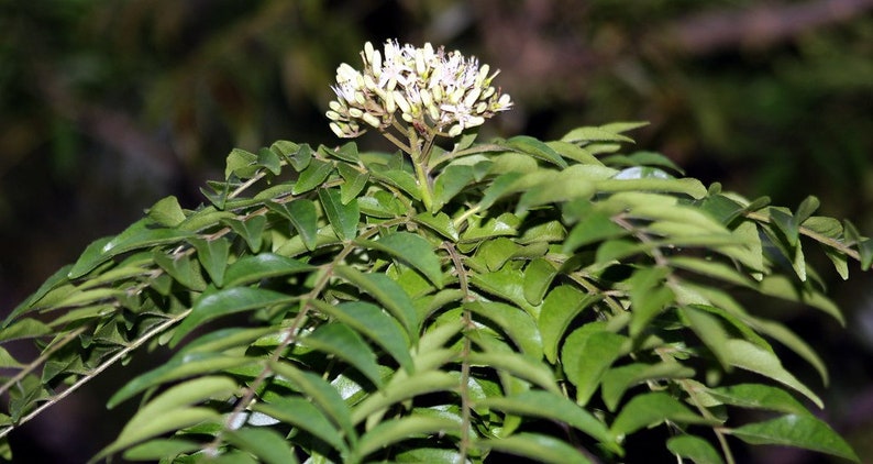 Curry Leaf Tree sweet Neem Live Plant - Etsy