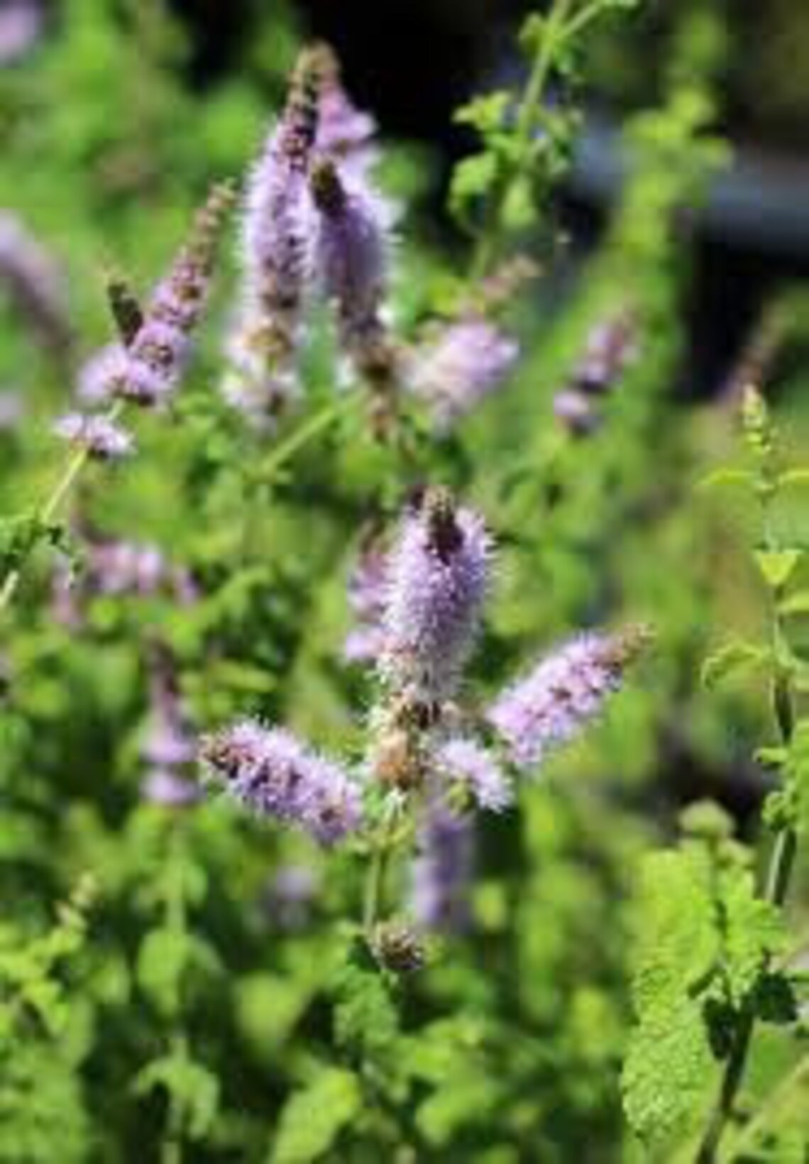 Strawberry Mint Plant | Etsy