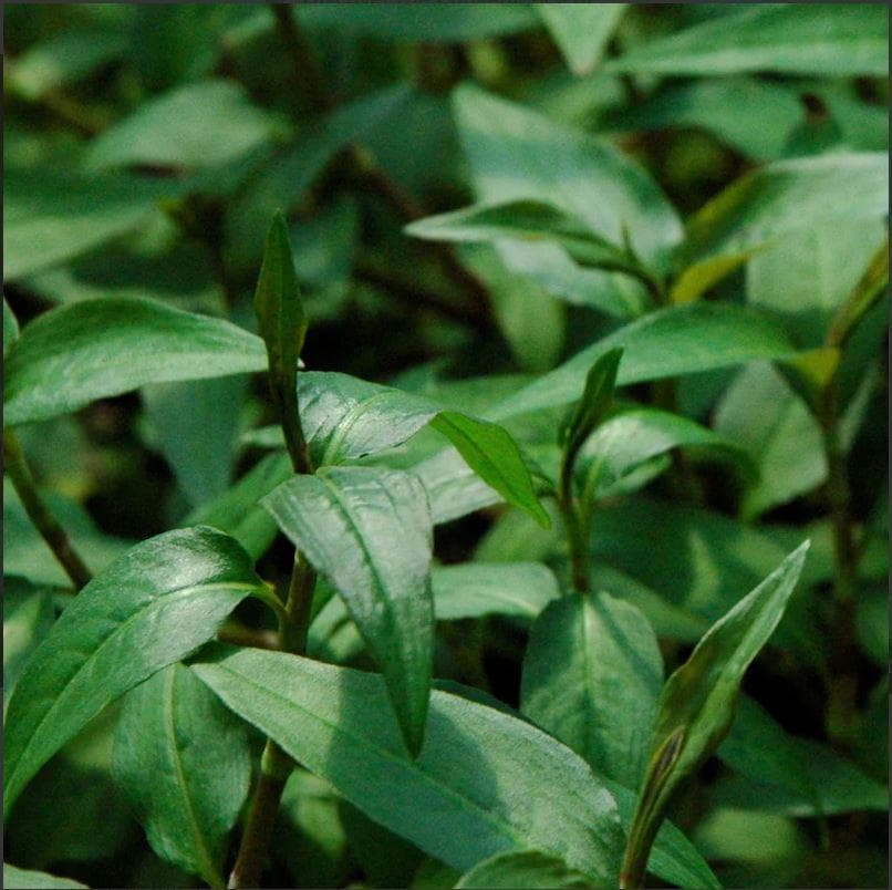 Vietnamese Cilantro, Vietnamese coriander, Rau Ram - Etsy 日本 Vietnamese Cilantro, Vietnamese coriander, Rau Ram - Etsy 日本