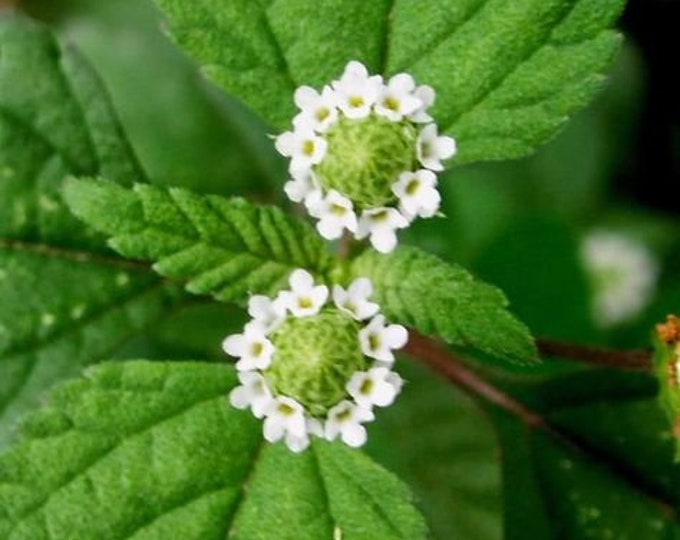 Aztec Sweet Herb Lippia Dulcis Plant - Etsy
