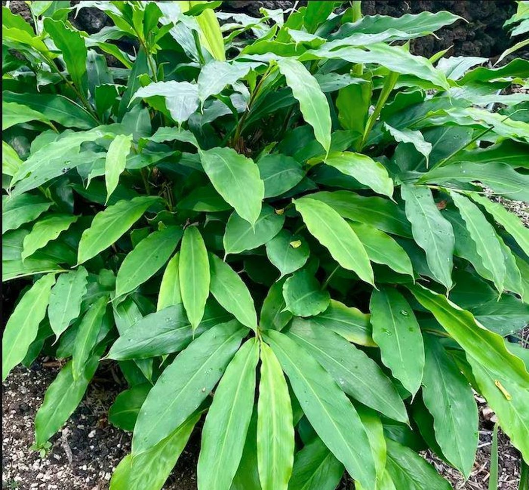 Cardamom Ginger Plants (live) - Etsy