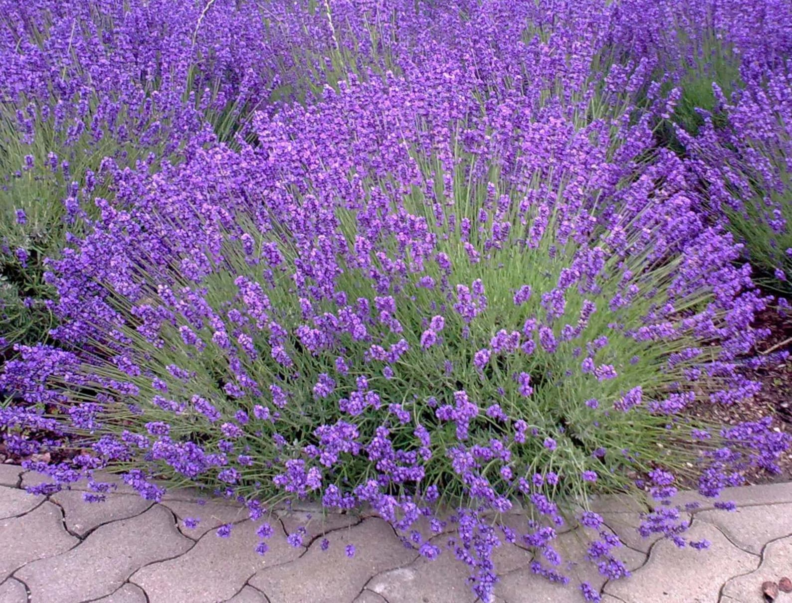 PROVENCE LAVENDER PLANT - Etsy