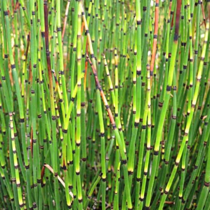 Horsetail Reed - Etsy
