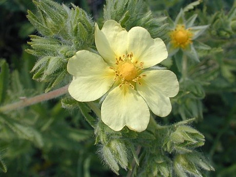 Cinquefoil Plant (naturally Grown) Five Finger Grass - Etsy