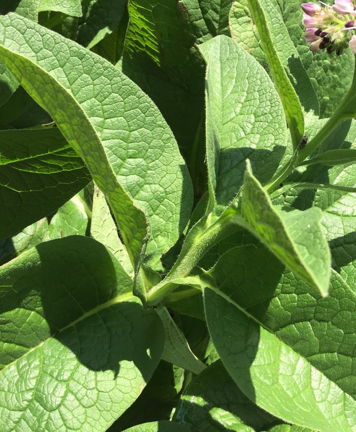 Comfrey Plant, Knit Bone, Boneset (organic) - Etsy