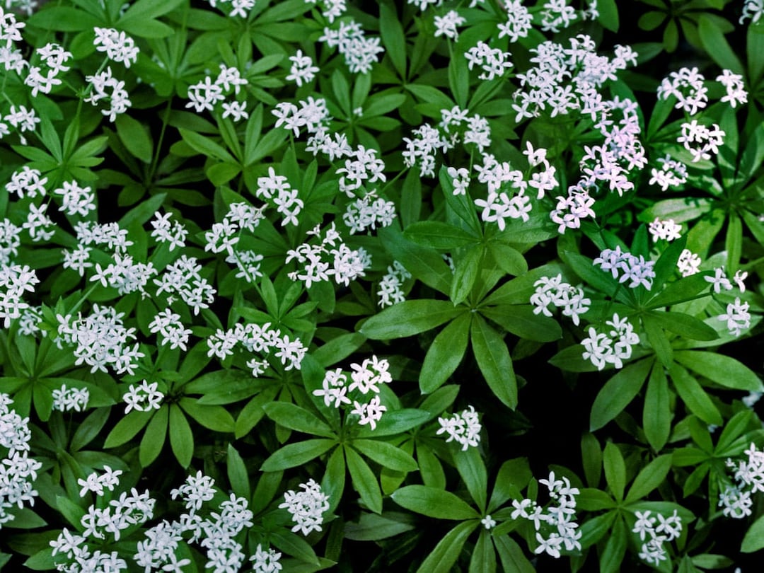 Sweet Woodruff Plant (organically Grown) - Etsy