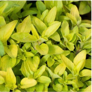 Golden Creeping Oregano - Etsy