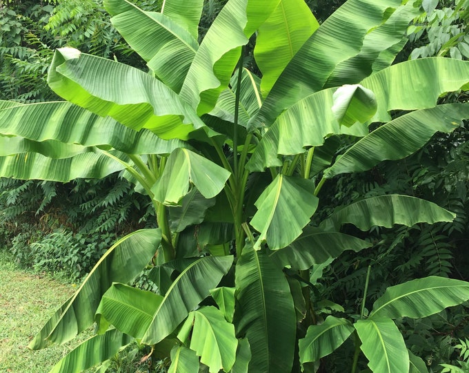 Hardy Banana (musa Bajoo) Plant. Banana Leaf Plant - Etsy
