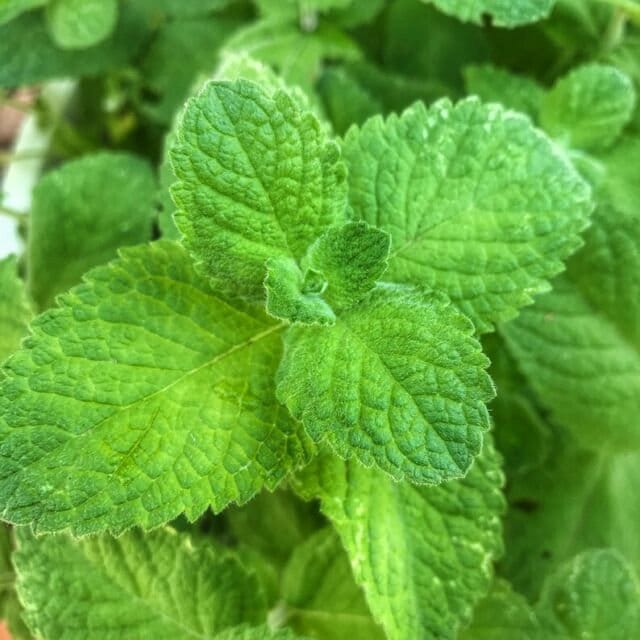 Kentucky Colonel Spearmint | Etsy