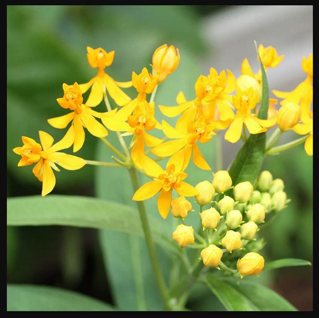 Yellow Milkweed Plants, Butterfly Milkweed - Etsy