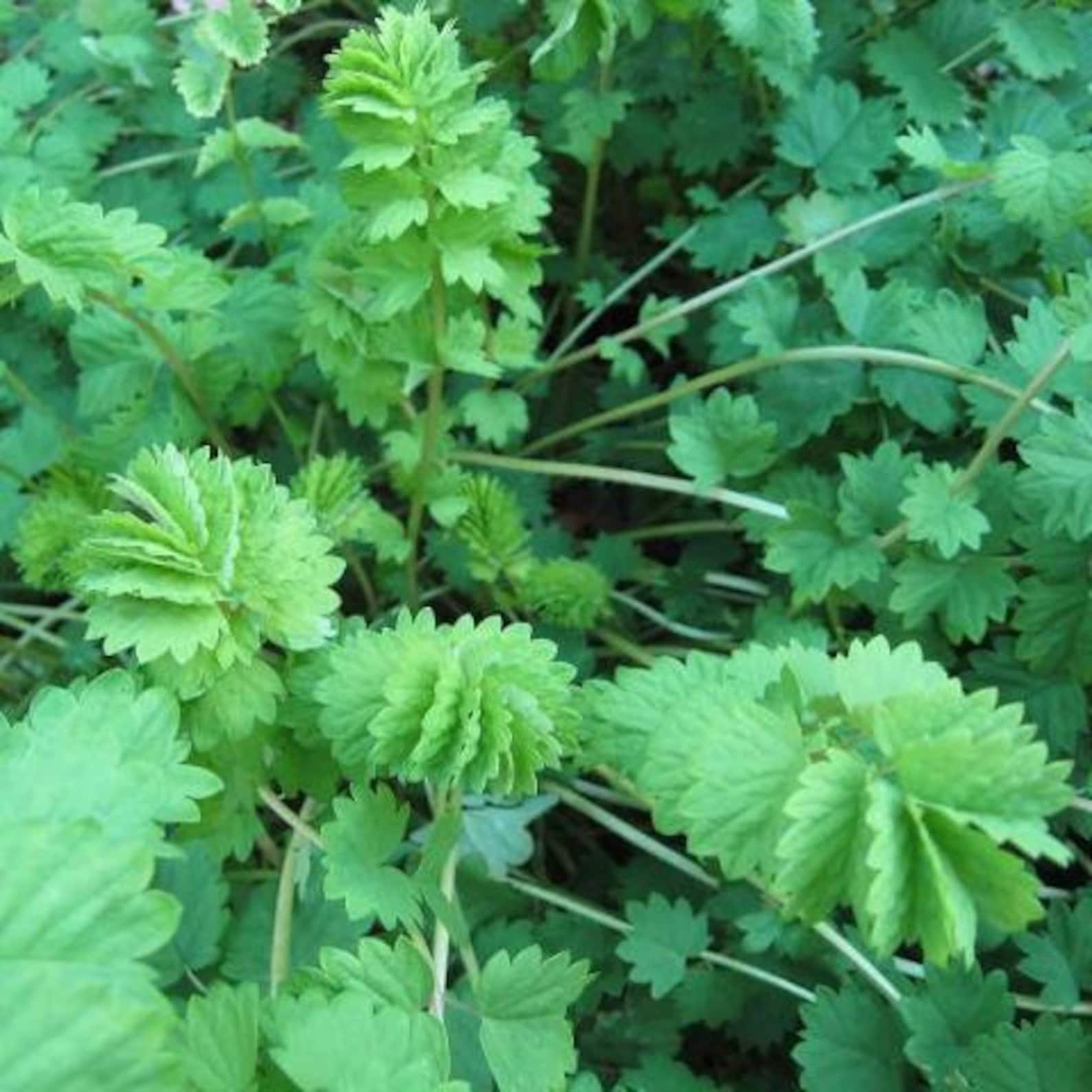 Salad Burnet Plant (live Plant) Cucumber Flavor - Etsy