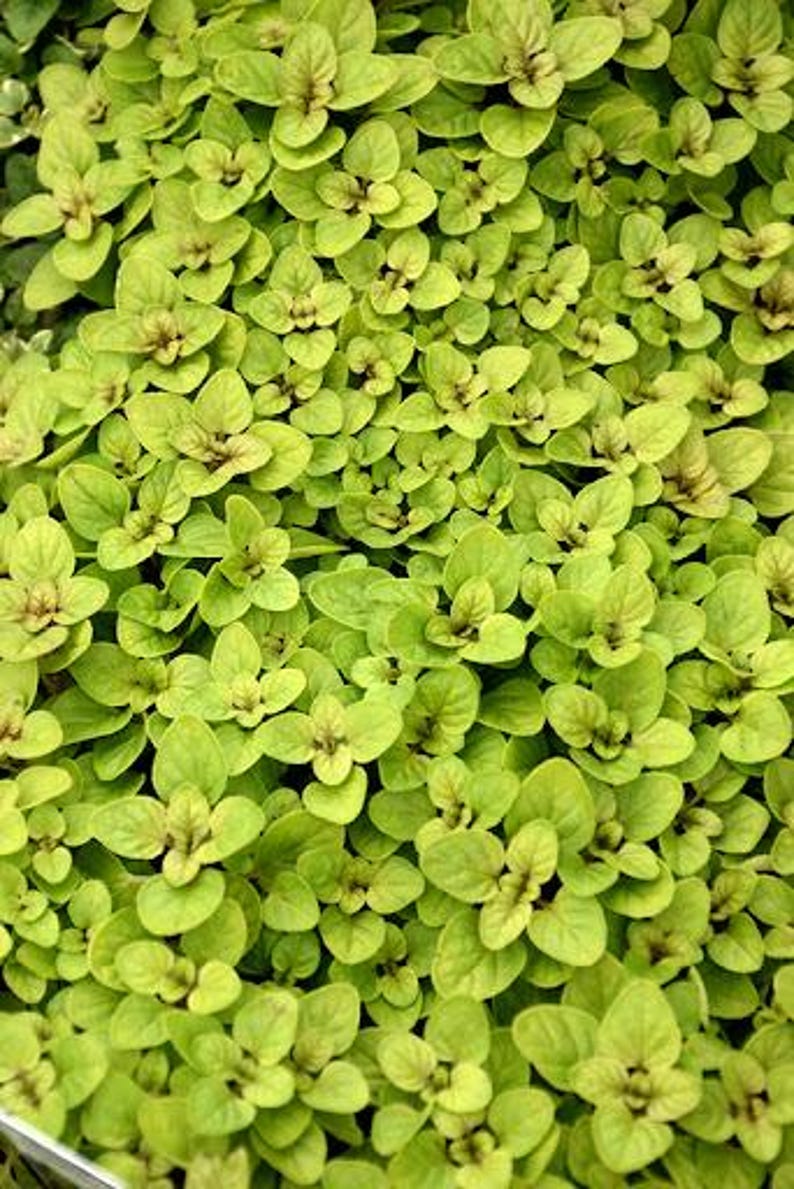 Golden Creeping Oregano - Etsy