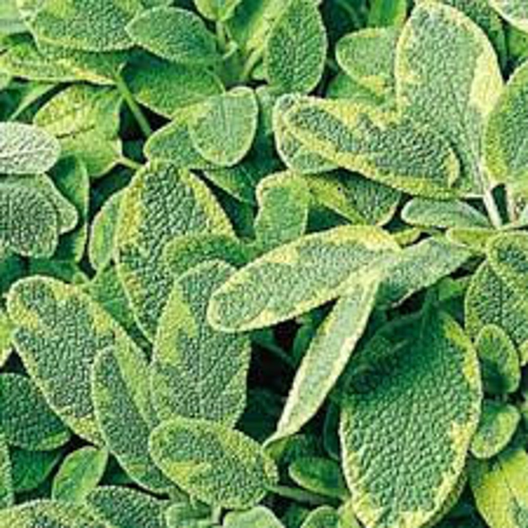Golden Variegated Sage - Etsy