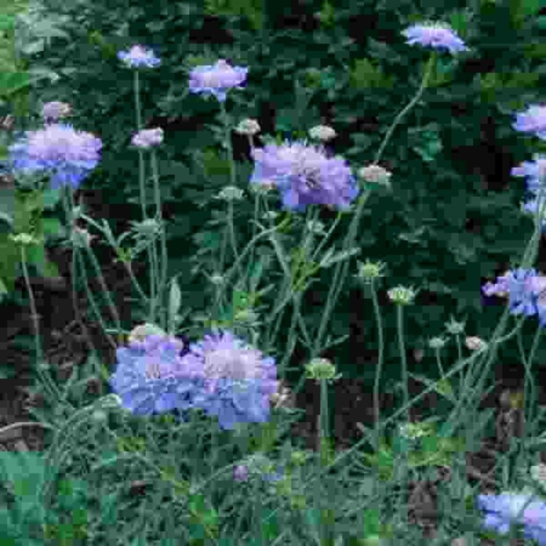 Scabiosa Butterfly Blue Plant, Pin Cushion Plant, Naturally Grown. - Etsy