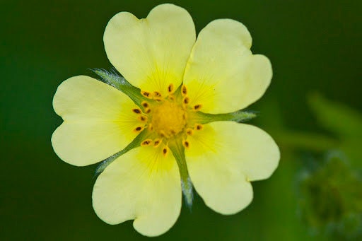 Cinquefoil Plant (naturally Grown) Five Finger Grass - Etsy