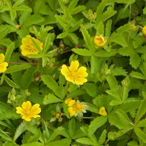 Cinquefoil Plant (naturally Grown) Five Finger Grass - Etsy
