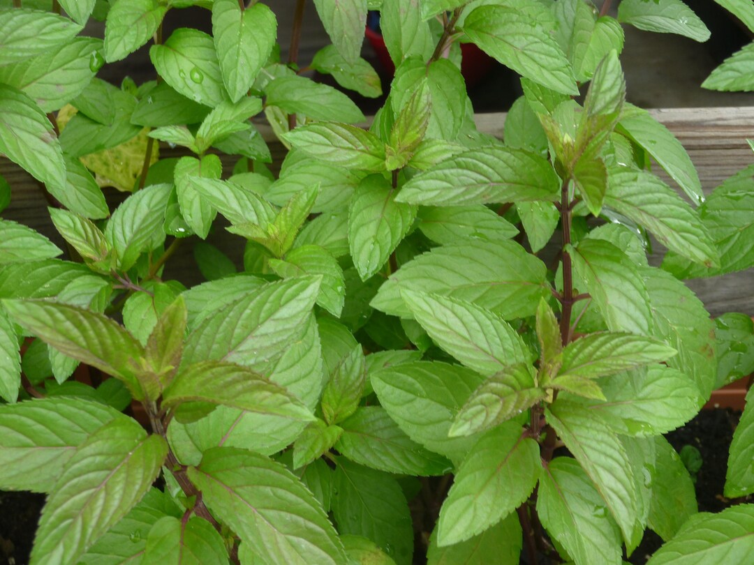 Pear Mint Plant (organic) Live Plant - Etsy