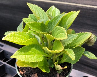 African Potato Mint Plectranthus Rotundifolius 1 Potted Plant - Etsy