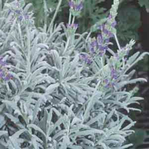 Lavender Goodwin Creek Gray Lavandula Plant in 3 - Etsy