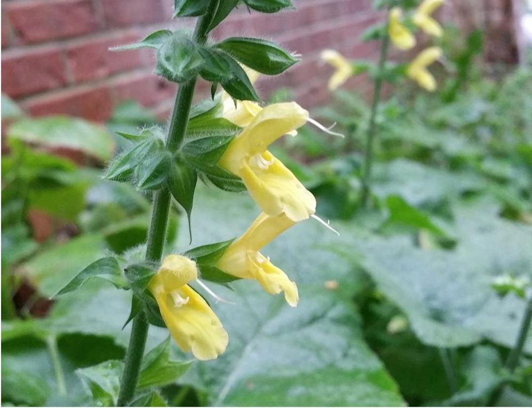 Japanese Yellow Sage - Etsy