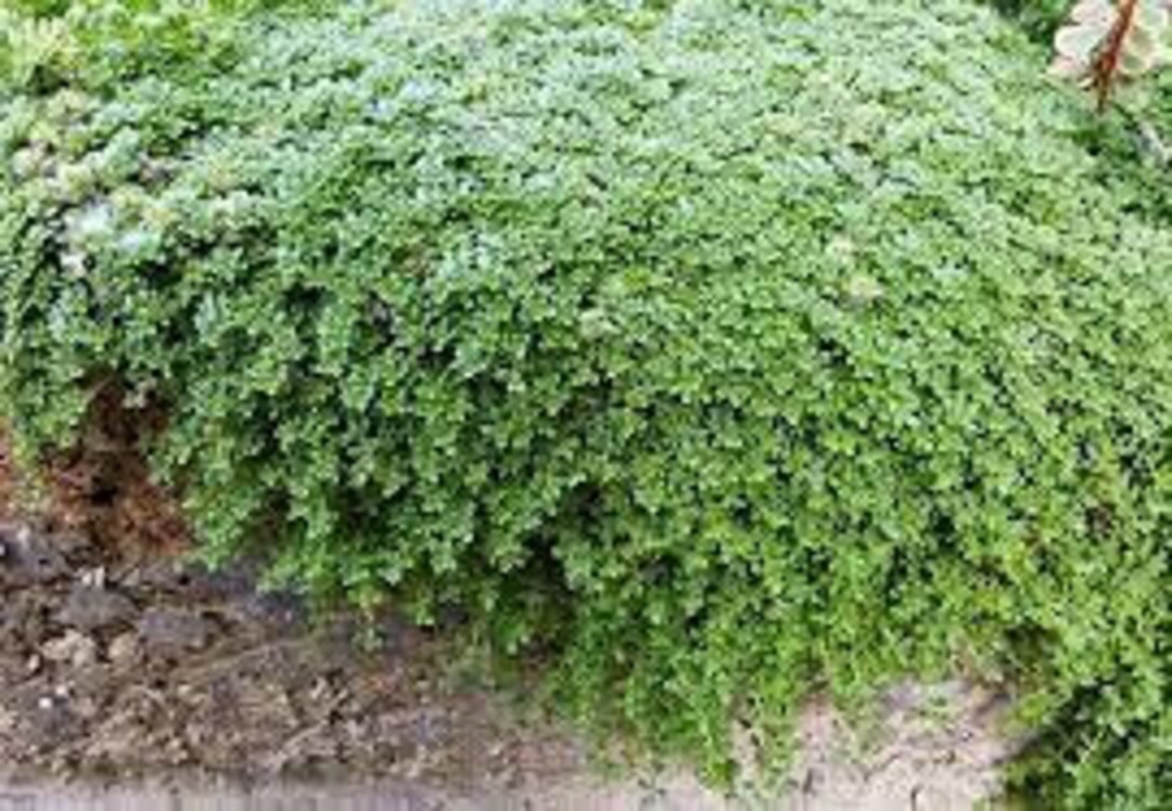 Elfin Thyme Plants ground Cover - Etsy