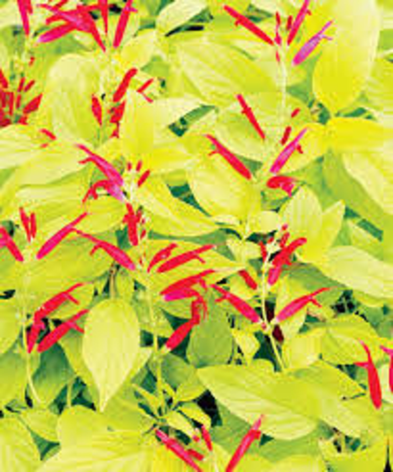 GOLDEN PINEAPPLE SAGE - Etsy