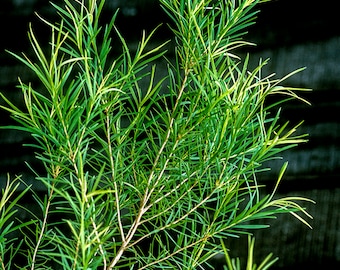 Melaleuca Alternifolia Australian Tea Tree Plant in 2.5 Inch Pot - Etsy