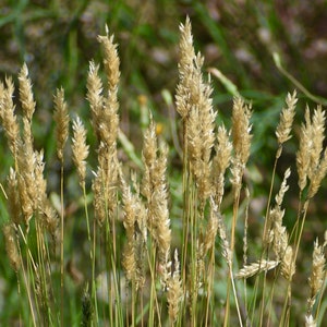 Sweet Vernal Grass Plant (live Plant) - Etsy