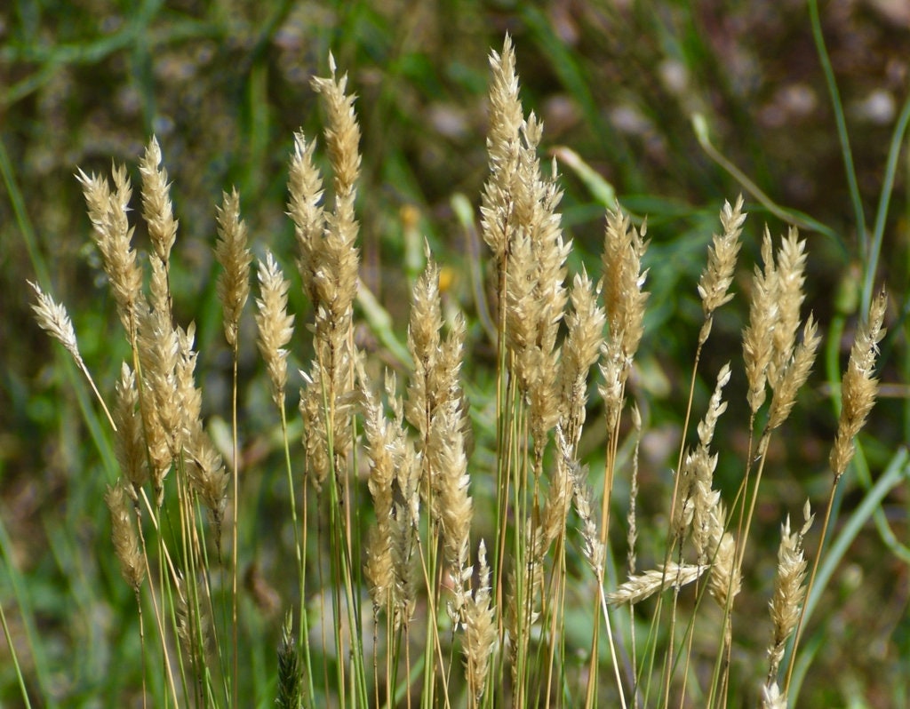 Sweet Vernal Grass Plant live Plant - Etsy