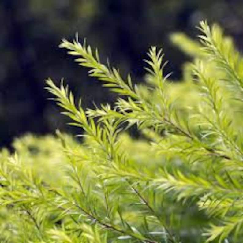 Tea Tree (melaleuca Alternifolia) Plant - Etsy