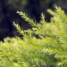 Tea Tree (melaleuca Alternifolia) Plant - Etsy