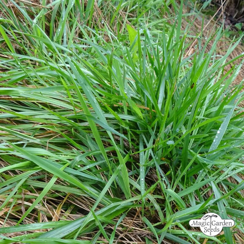 Sweet Vernal Grass Plant (live Plant) - Etsy