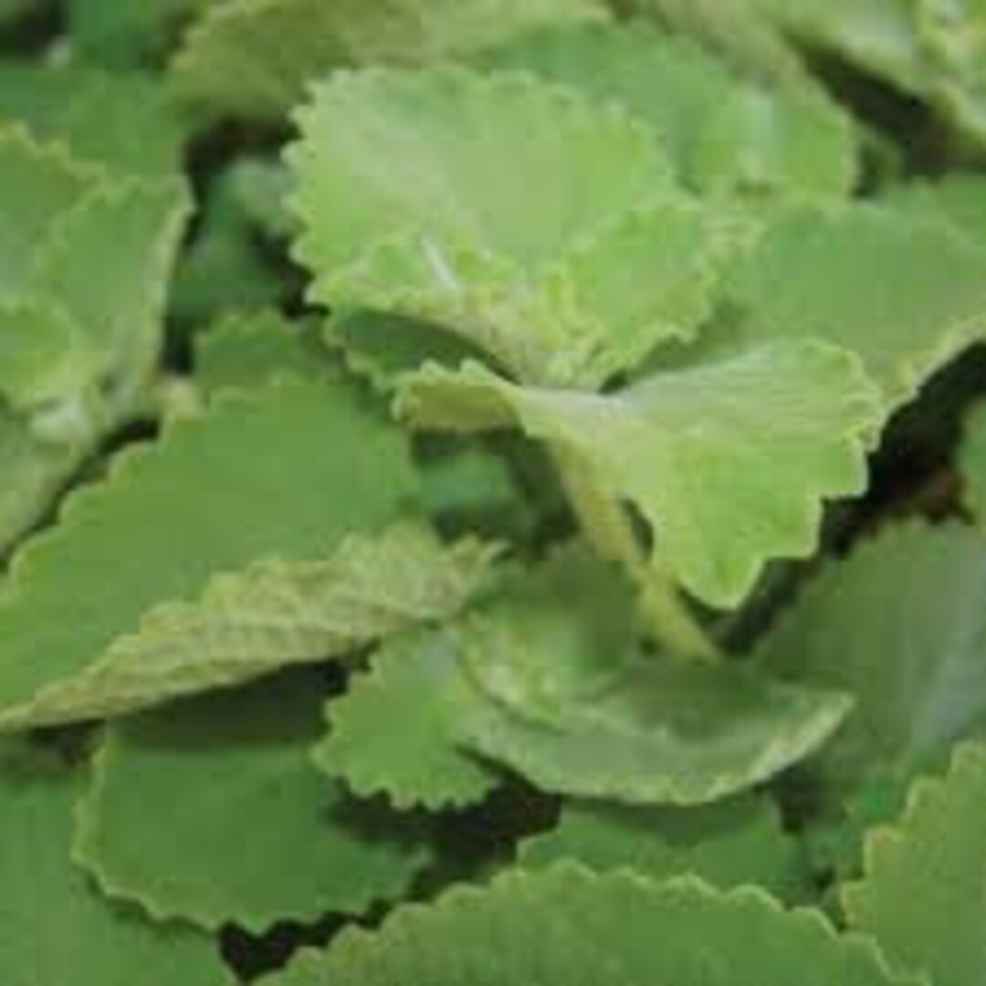 Broadleaf Thyme live Plant - Etsy