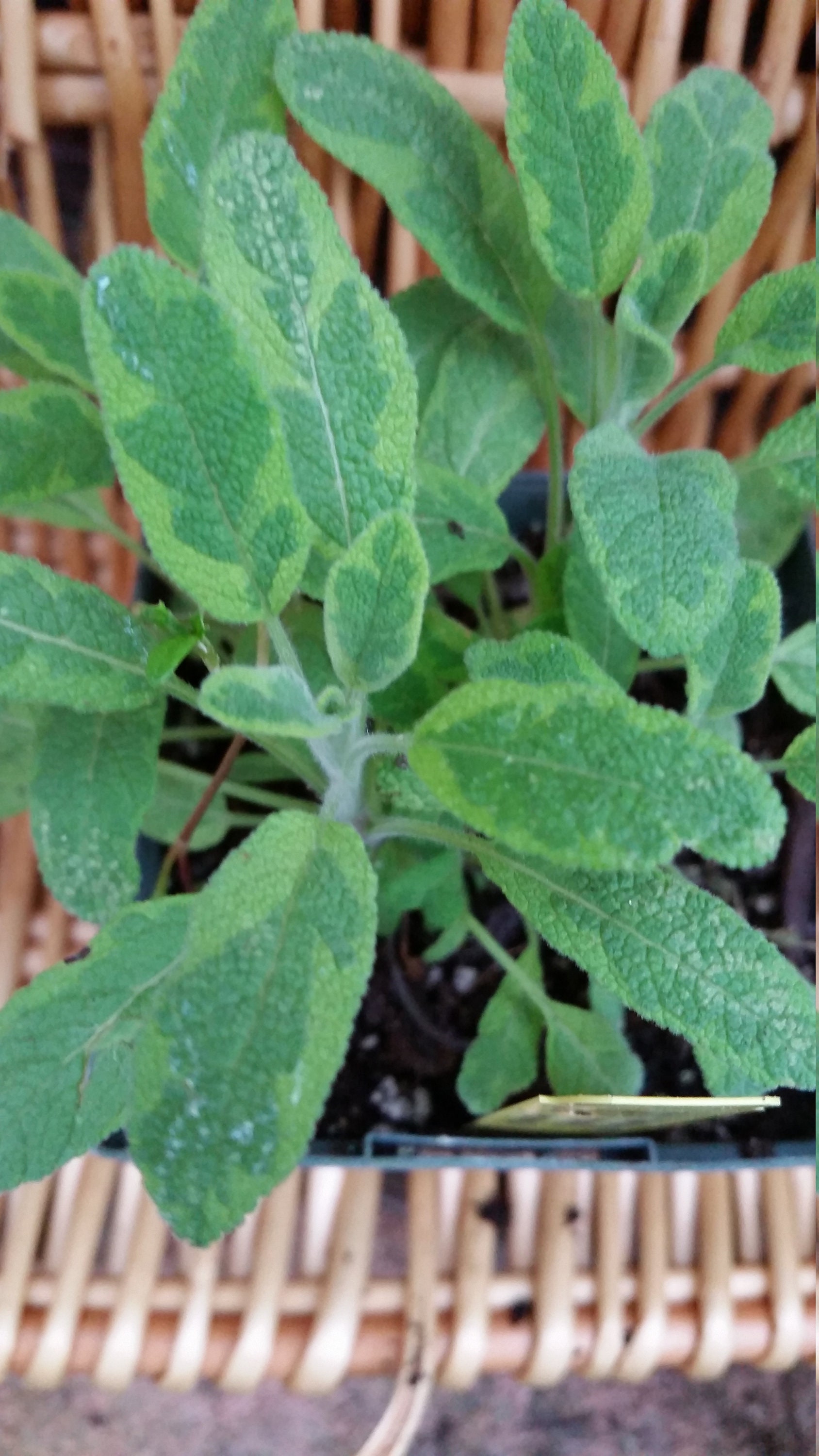 Golden Variegated Sage - Etsy