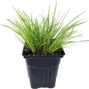 Sweet Vernal Grass Plant (live Plant) - Etsy