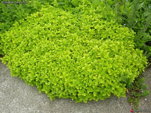 Golden Creeping Marjoram Plant (golden Curly Oregano) Naturally Grown ...