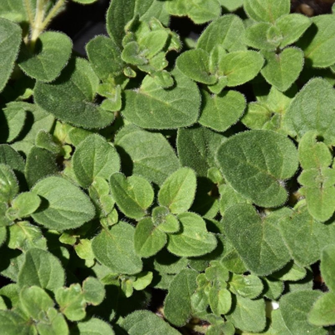 Hot and Spicy Oregano ( Live Plant) - Etsy