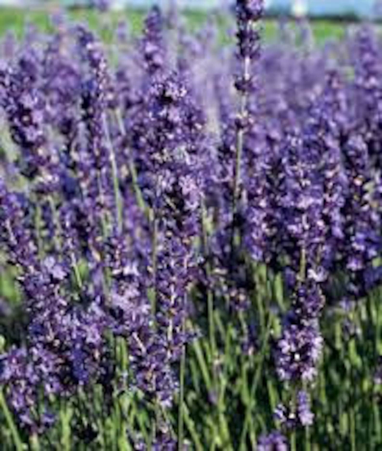PROVENCE LAVENDER PLANT - Etsy