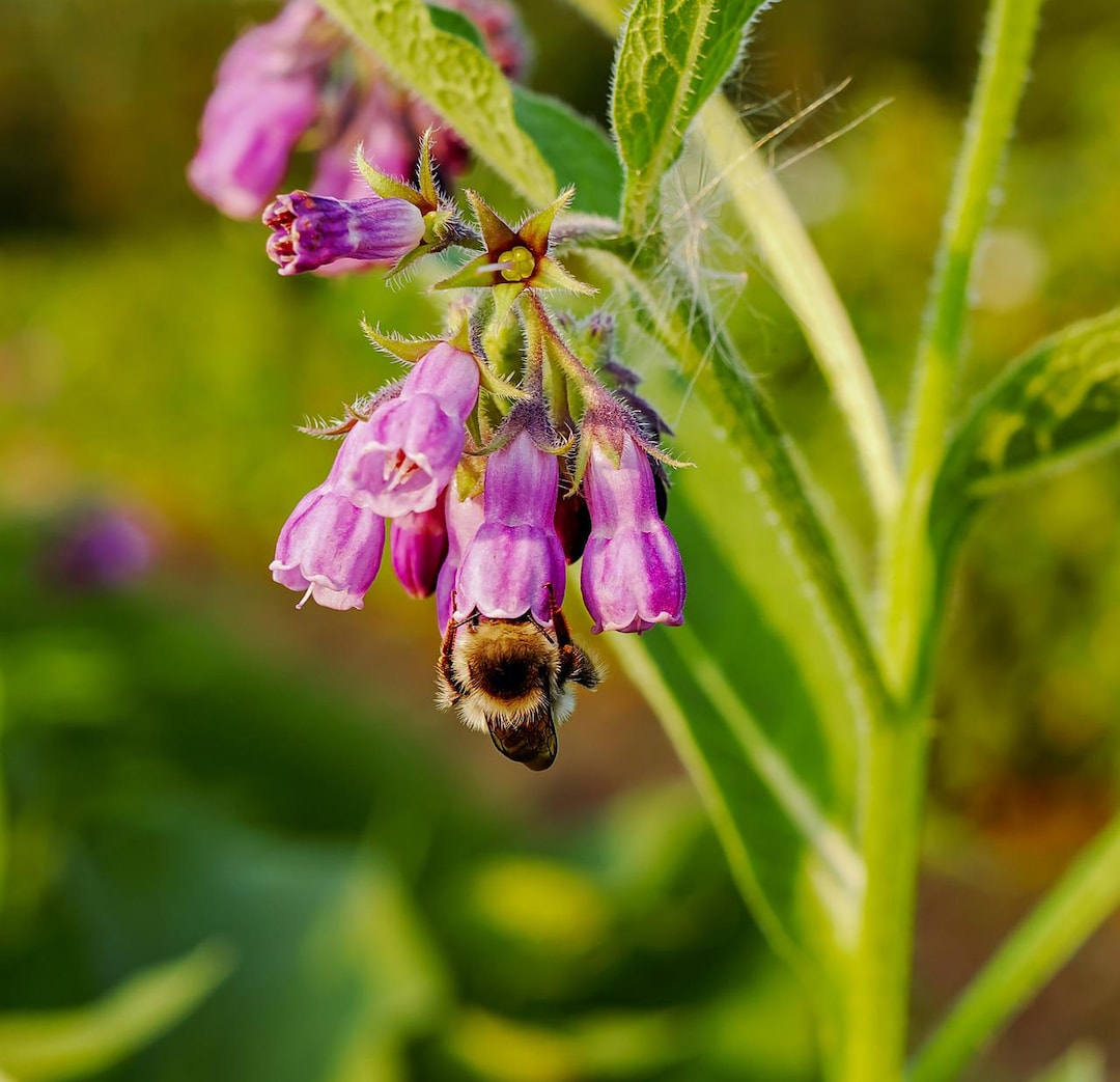Comfrey Plant, Knit Bone, Boneset (organic) - Etsy