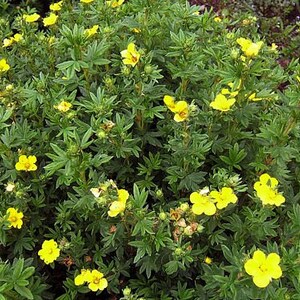 Cinquefoil Plant (naturally Grown) Five Finger Grass - Etsy