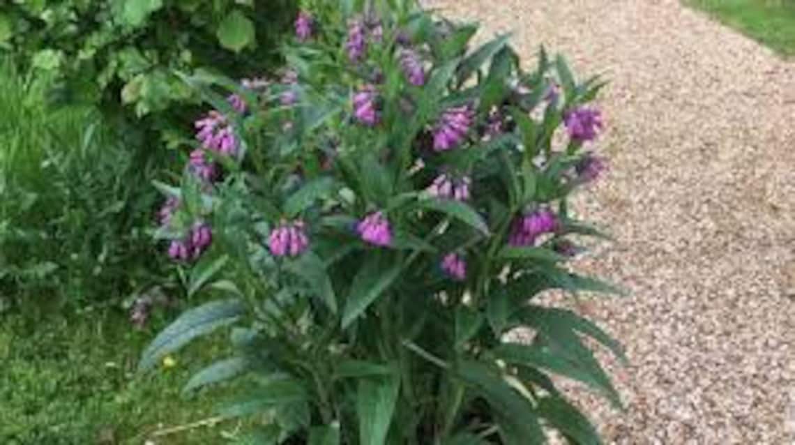 Comfrey Plant, Knit Bone, Boneset (organic) - Etsy