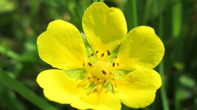 Cinquefoil Plant (naturally Grown) Five Finger Grass - Etsy