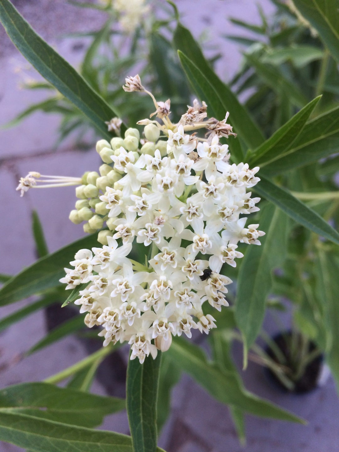 Swamp Milkweed Plant, (white) Butterfly Milkweed, Asclepia Incarnata - Etsy