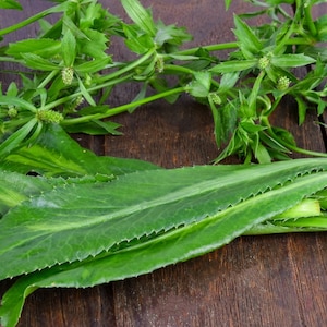 Culantro Plant, Shado Beni, Sawtooth Herb - Etsy