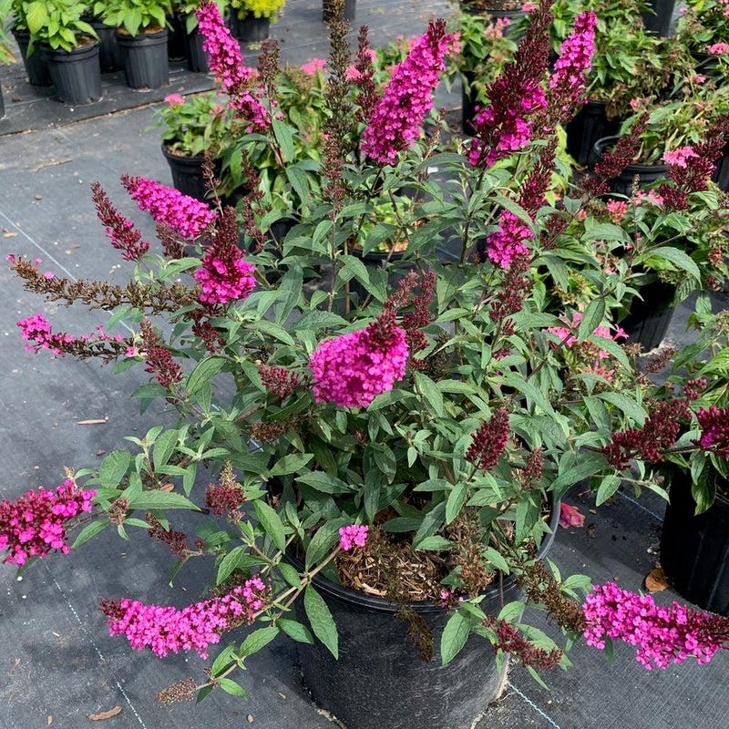 Butterfly Bush - Etsy