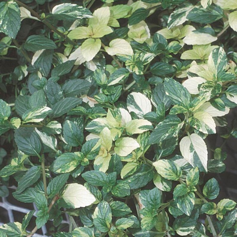 Variegated Peppermint Plant (live Plant) - Etsy